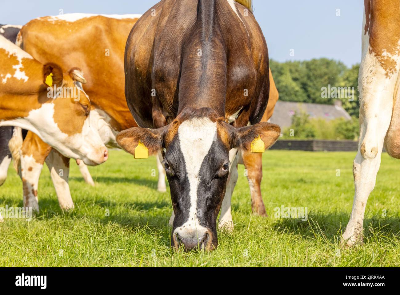 Cow grazing blades of grass, head down in a green pasture, in a herd of ...