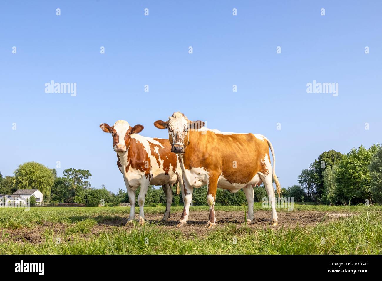 Two cows standing upright looking together in a green meadow field ...