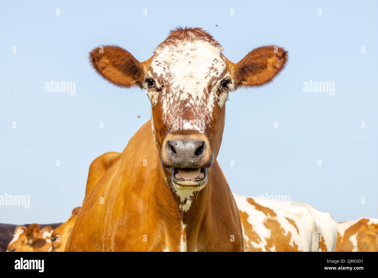 Funny cow red mottled freckled, blue background, mouth open bellow ...