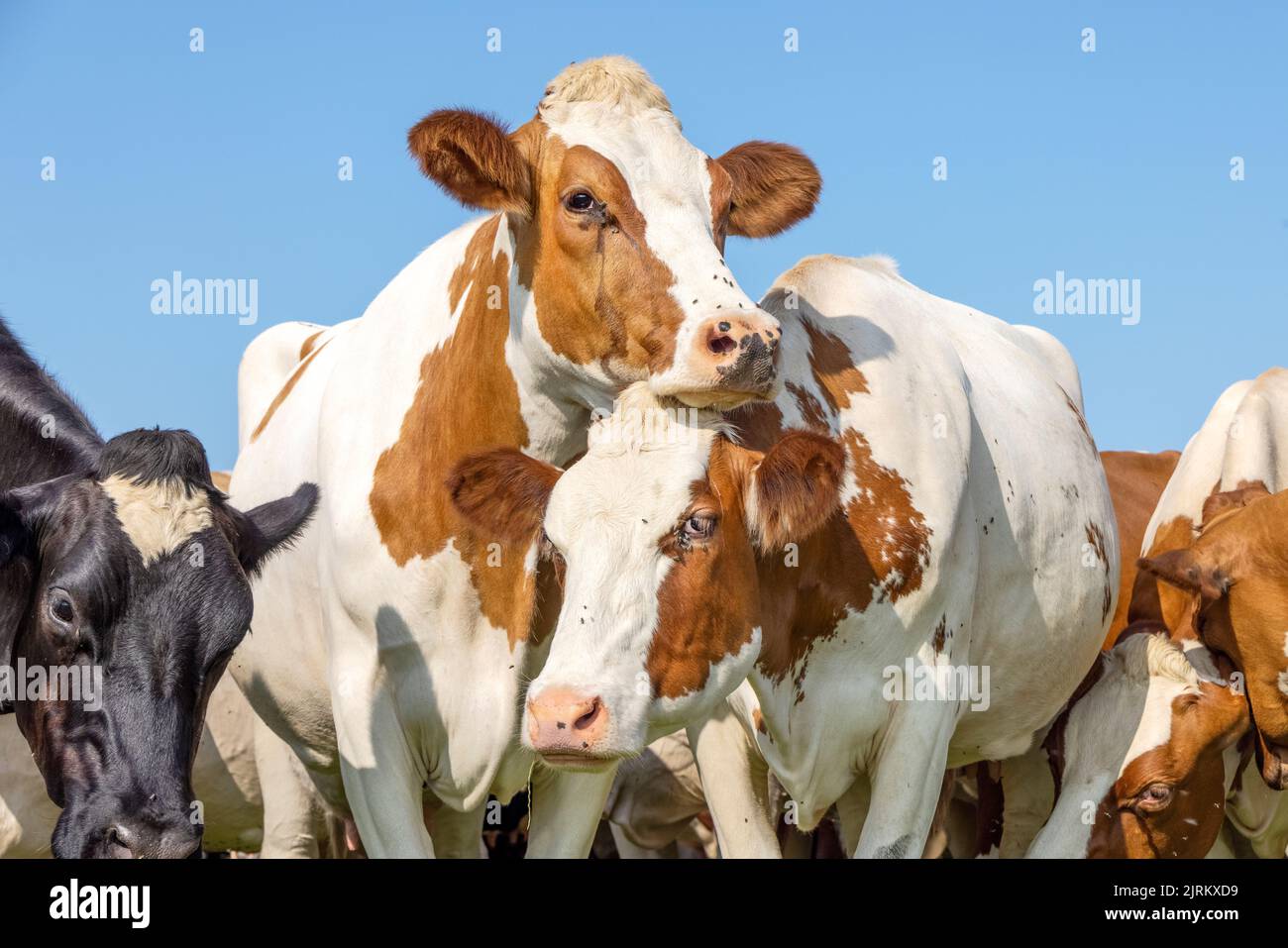 Cow love playfully cuddling another in a pasture, red and white ...