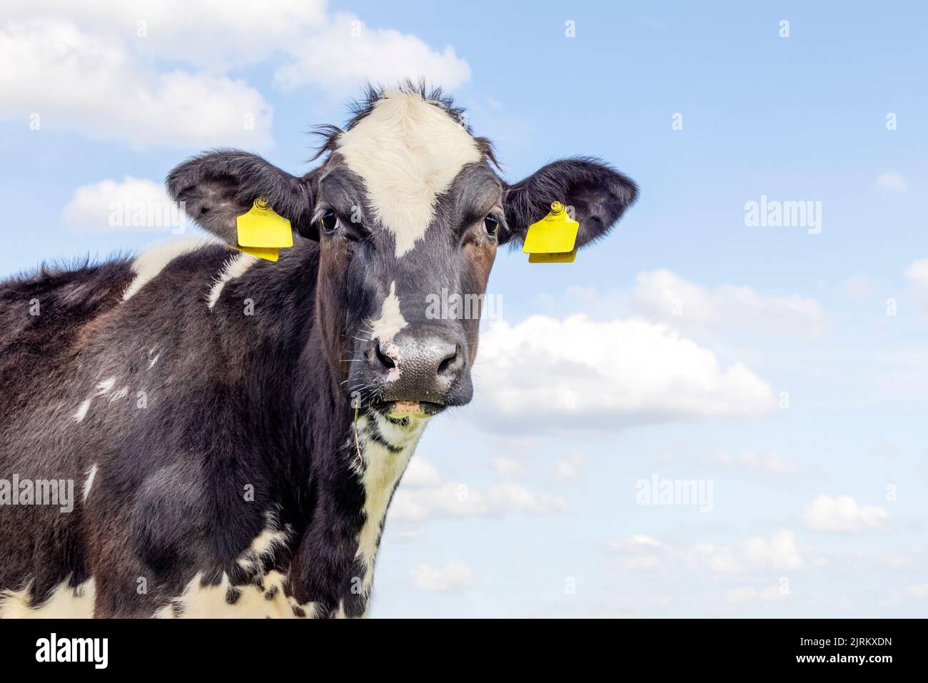 Cute cow, furry black and white gentle surprised looking, pink nose, in ...