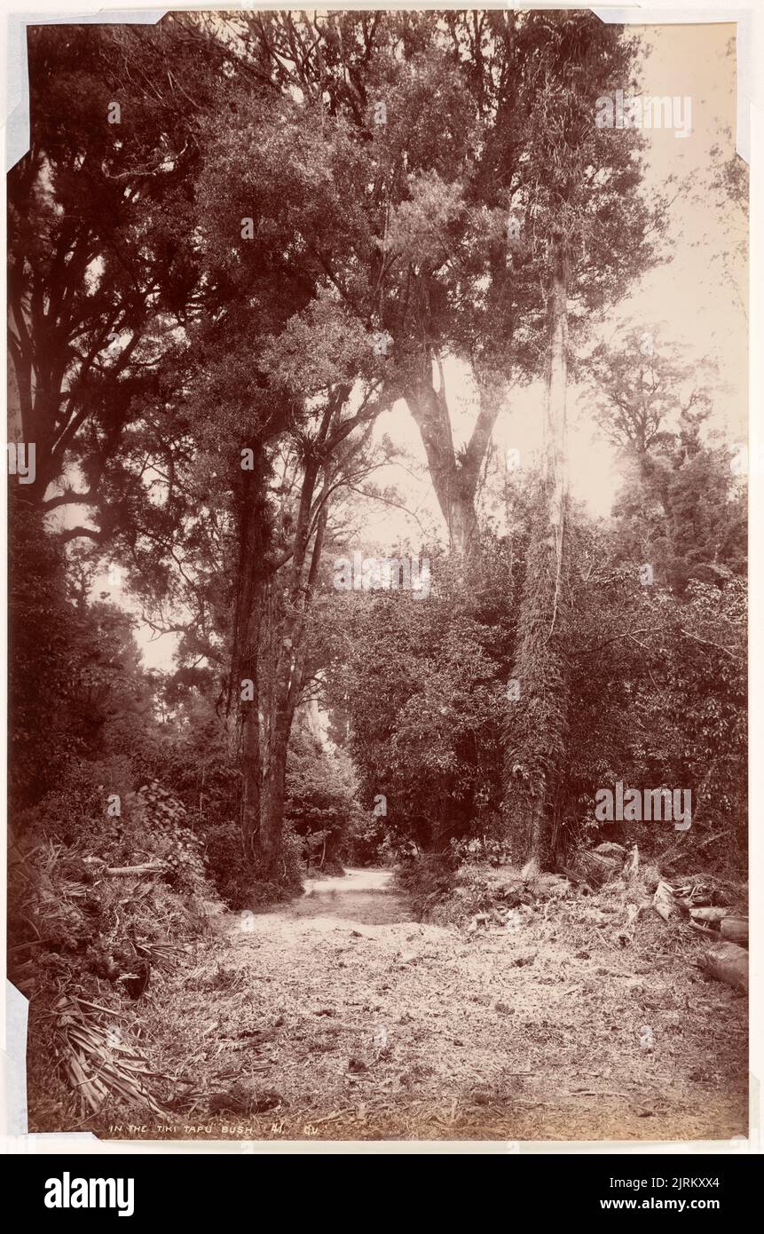 Tiki tapu bush hi-res stock photography and images - Alamy