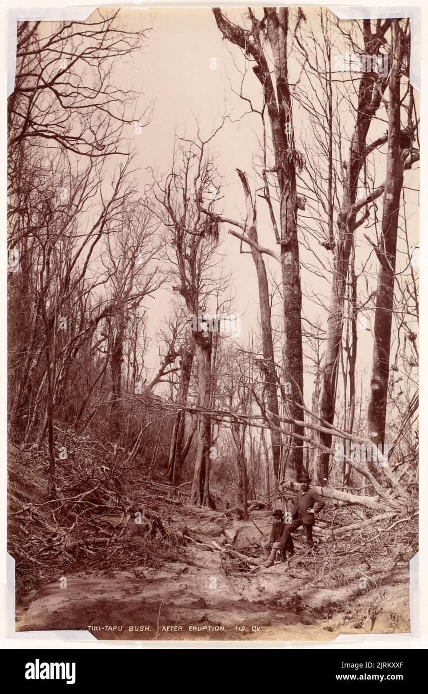 Tiki-tapu Bush, after eruption, 1886, New Zealand, by George Valentine ...