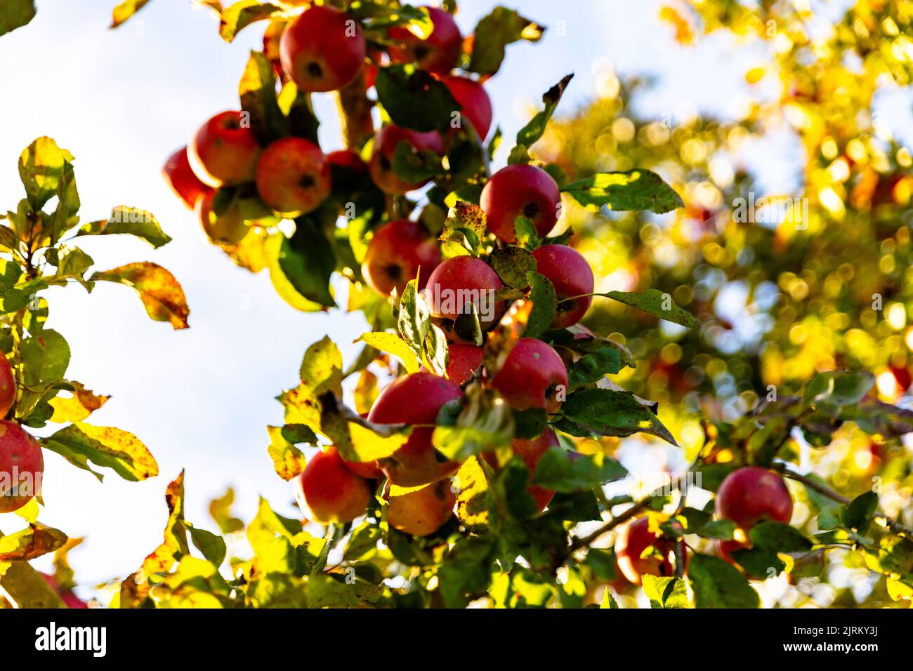 Beautiful ripe red apples in the fall on an apple tree Stock Photo - Alamy