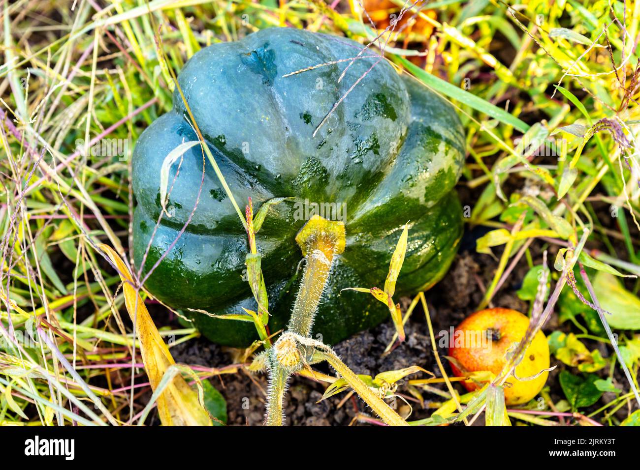 Butternut squash in the fall grown in an organic vegetable garden Stock ...