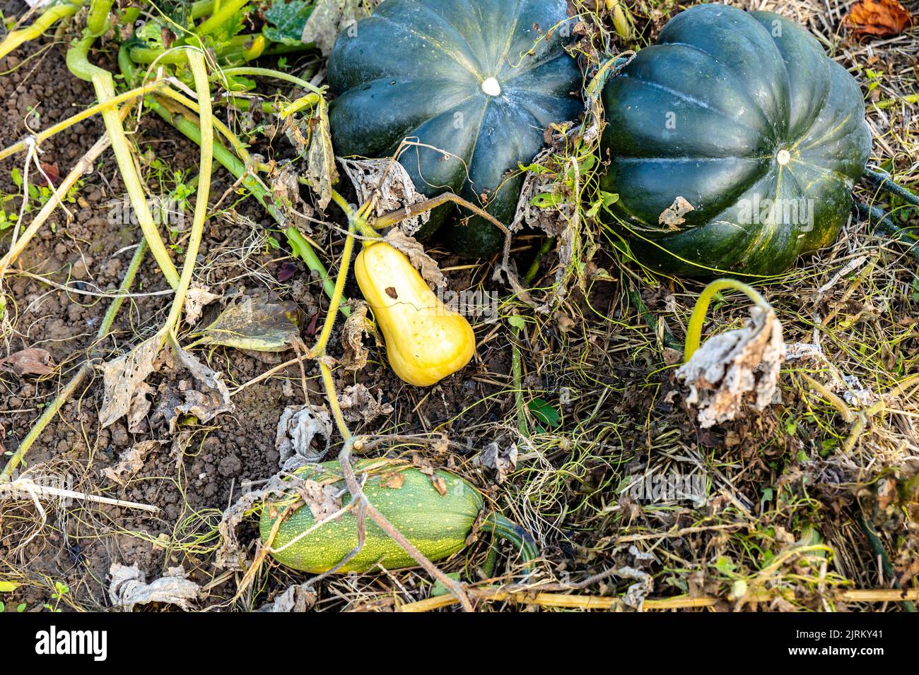 Butternut squash in the fall grown in an organic vegetable garden Stock ...