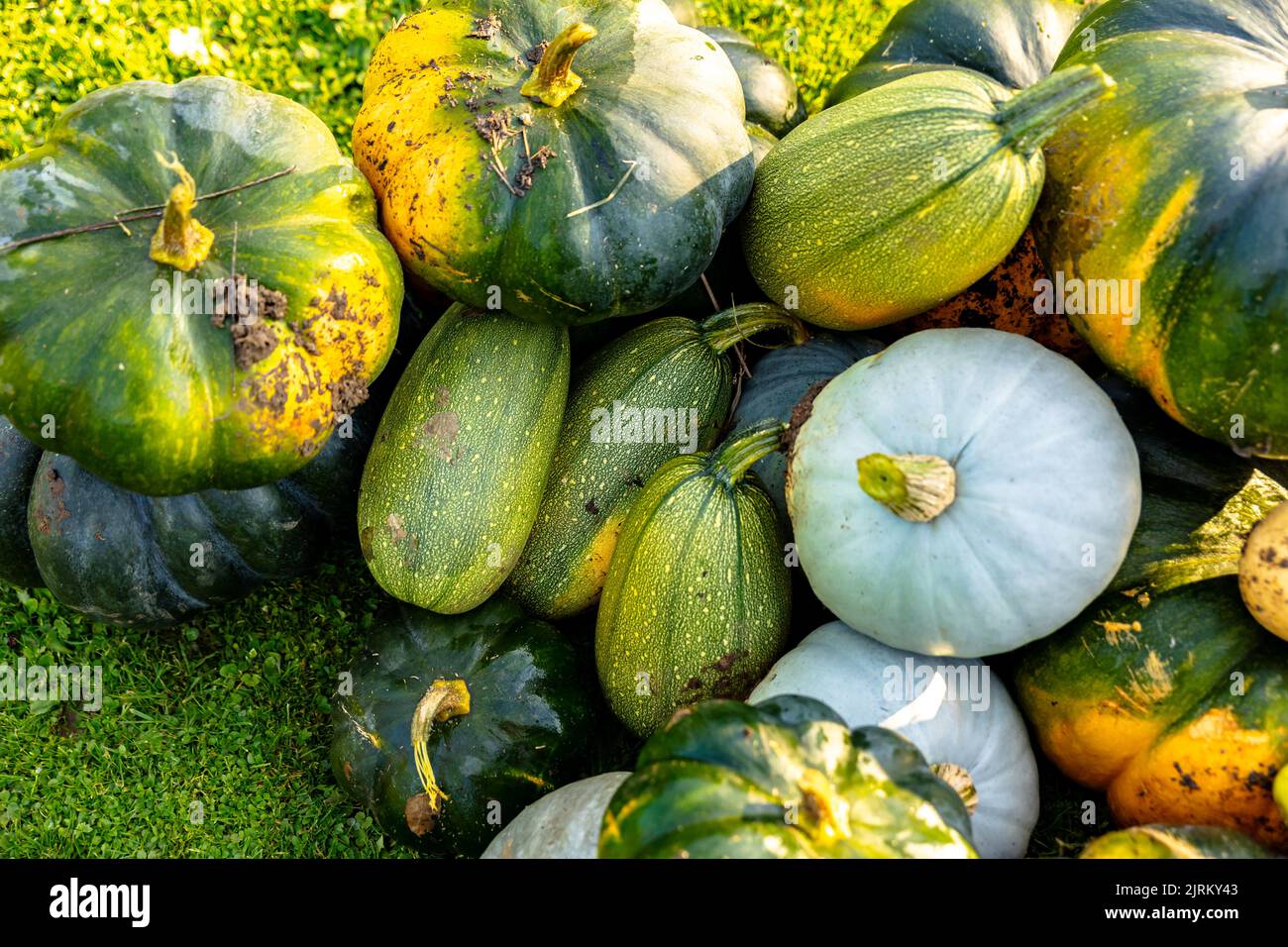 autumn harvest of various squash from the Cucurbitaceae family Stock ...