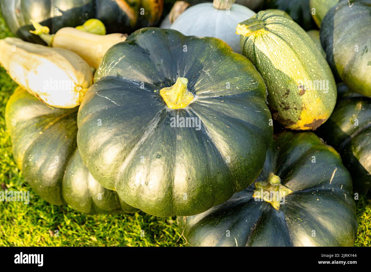 autumn harvest of various squash from the Cucurbitaceae family Stock ...