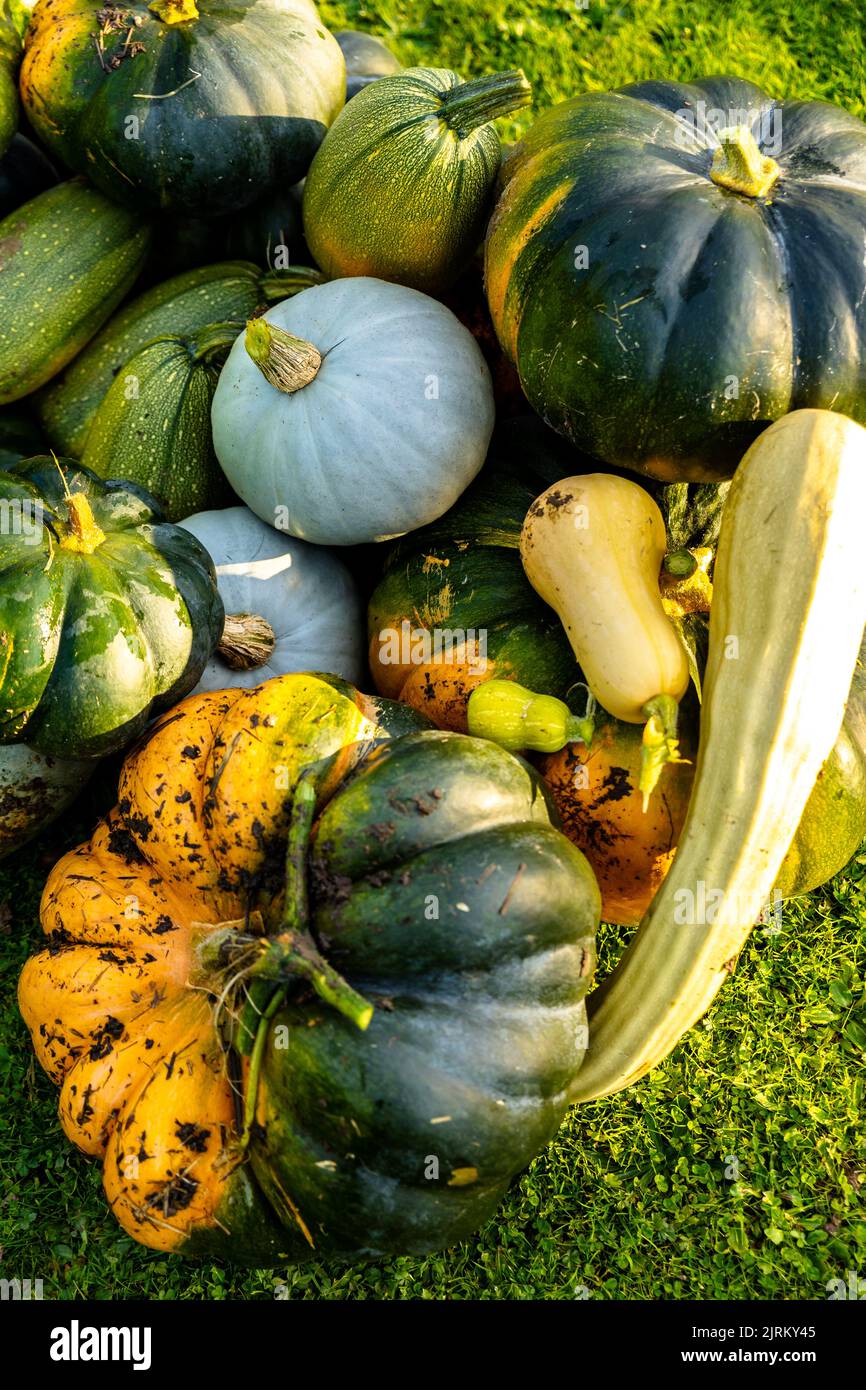 autumn harvest of various squash from the Cucurbitaceae family Stock ...