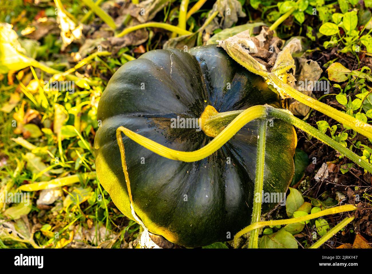 Butternut squash in the fall grown in an organic vegetable garden Stock ...