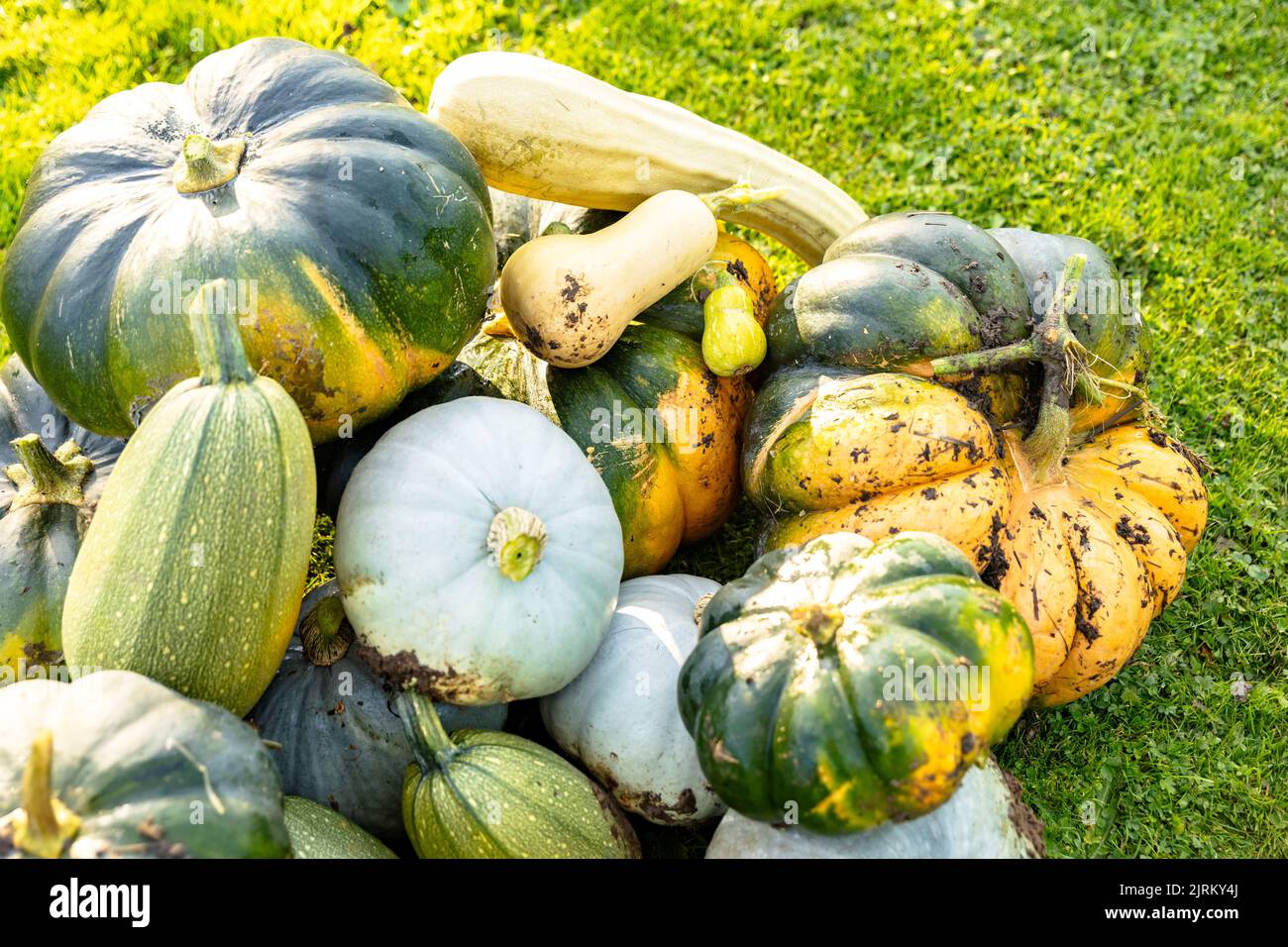 autumn harvest of various squash from the Cucurbitaceae family Stock ...