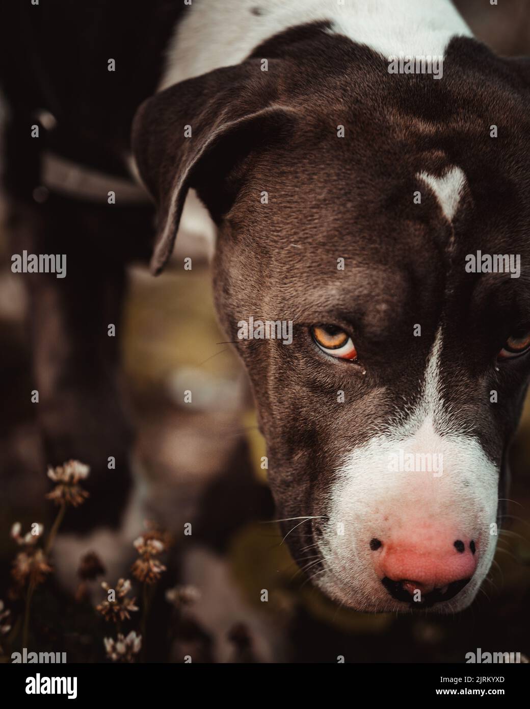 Sad pitbull hi-res stock photography and images - Alamy
