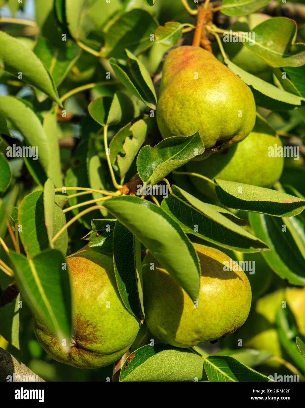 Unripe pear hi-res stock photography and images - Alamy