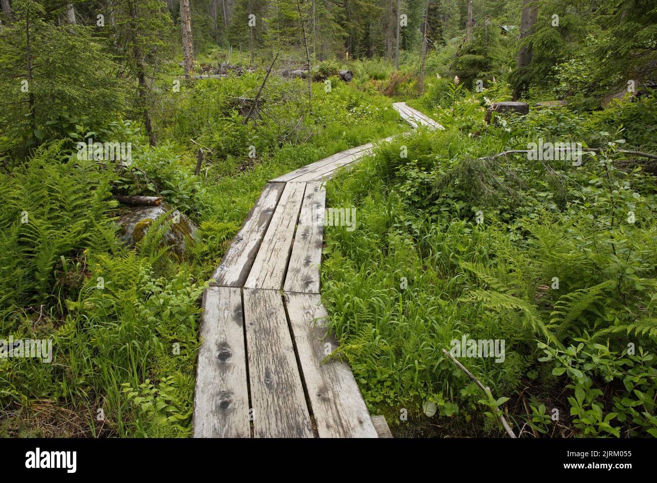Boardwalk at Rockgarden Trail in Glacier National Park in British ...
