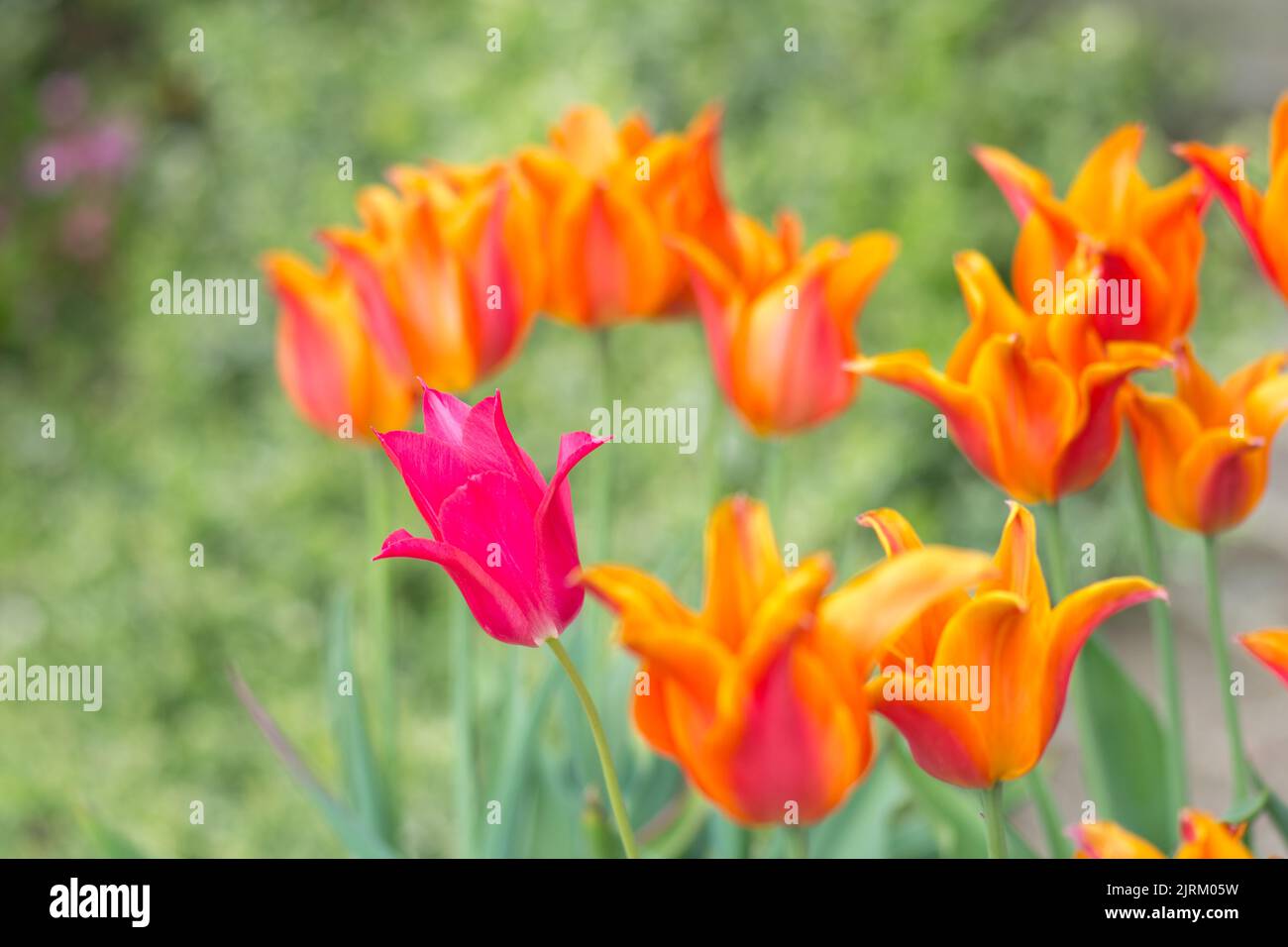 A single flower of Tulip "Jazz" surrounded by several flowers of Tulip ...