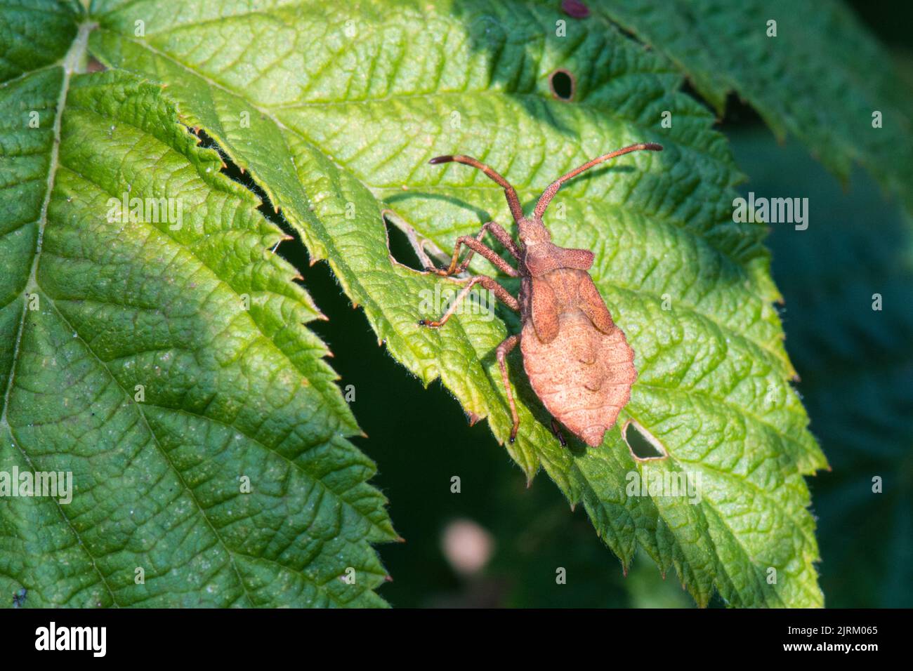 Nymph of a Coreus marginatus, Dock bug, on the leaf of a Raspberry ...