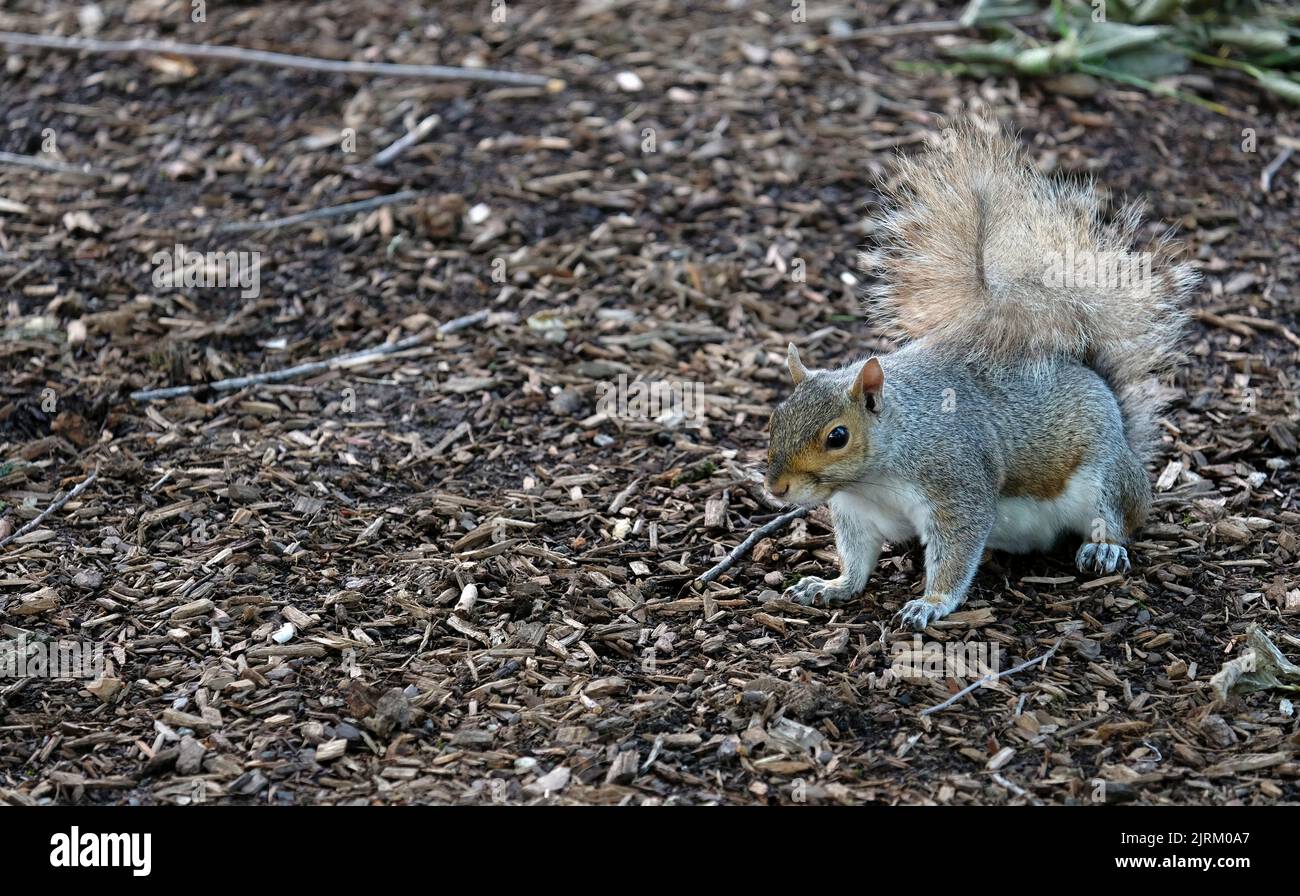 Boston wildlife hi-res stock photography and images - Alamy