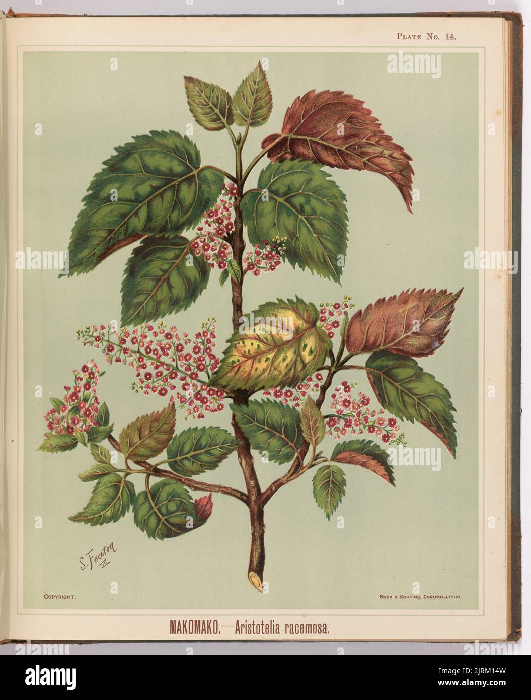 Makomako aristotelia racemosa plate 14 from the book hi-res stock ...