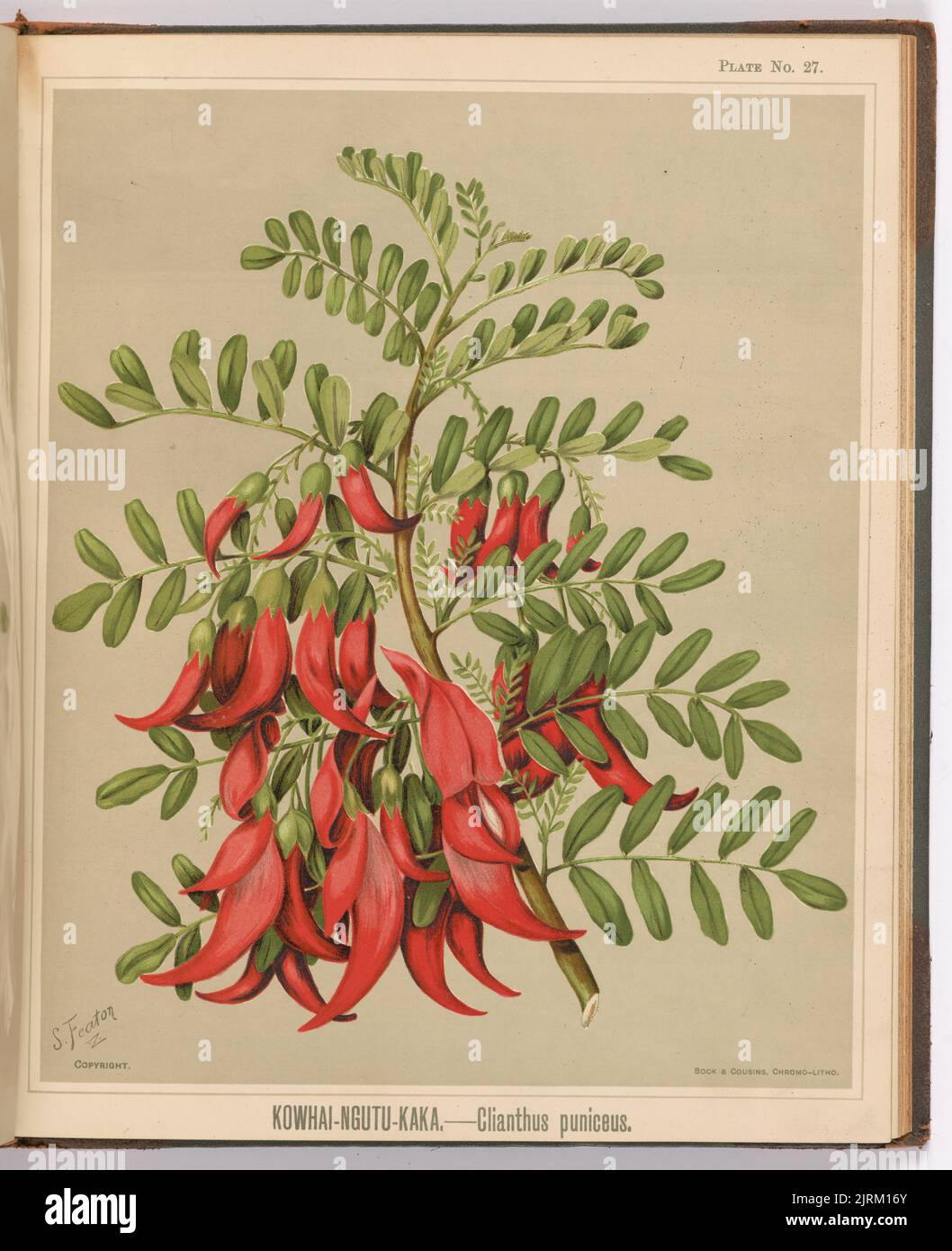 Kowhai ngutu kaka hi-res stock photography and images - Alamy