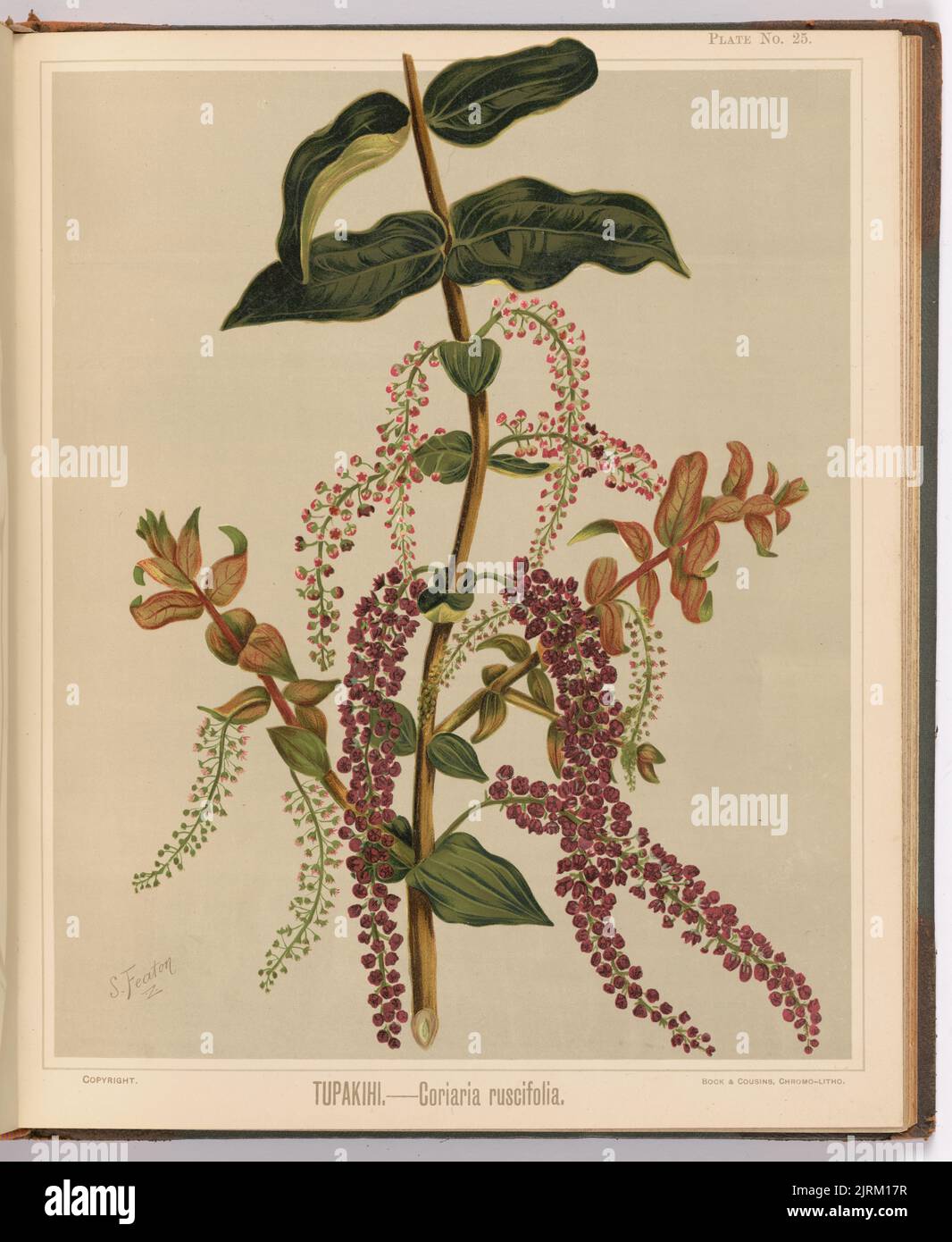 Tupakihi coriaria ruscifolia plate 25 from the book hi-res stock ...