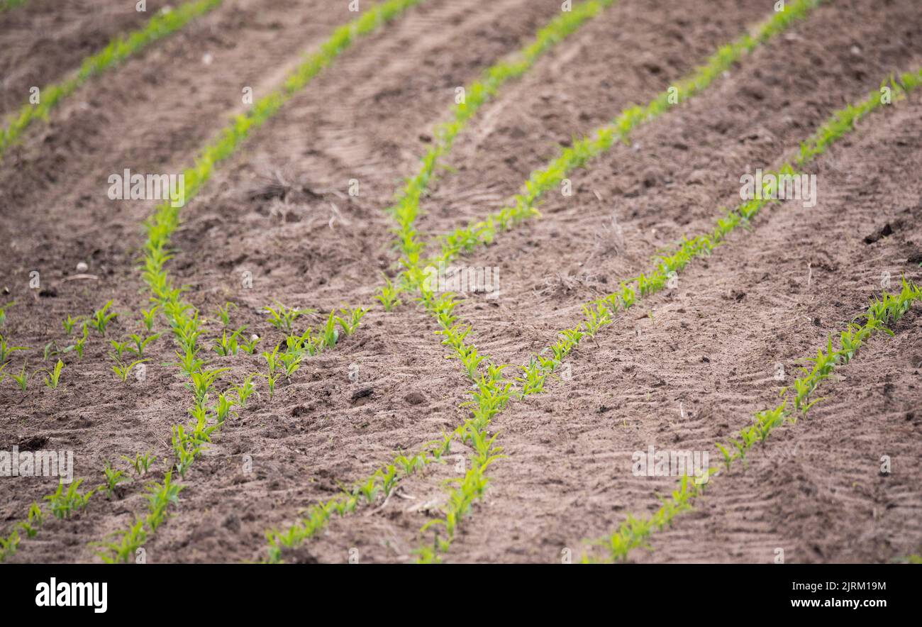 Corn emerging in the field. Small corn plants, saturated green in color ...
