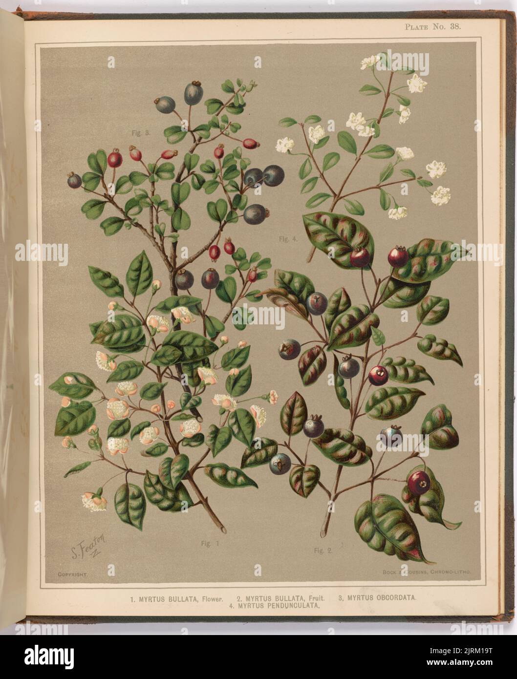 1 myrtus bullata hi-res stock photography and images - Alamy