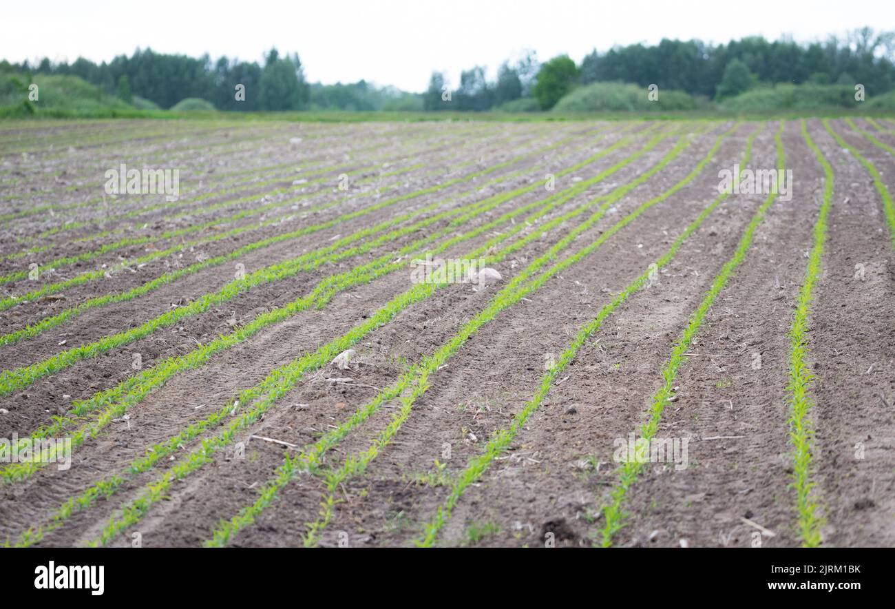 Corn emerging in the field. Small corn plants, saturated green in color ...