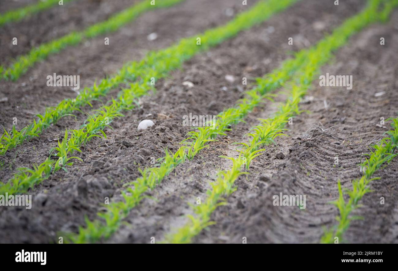 Corn emerging in the field. Small corn plants, saturated green in color ...