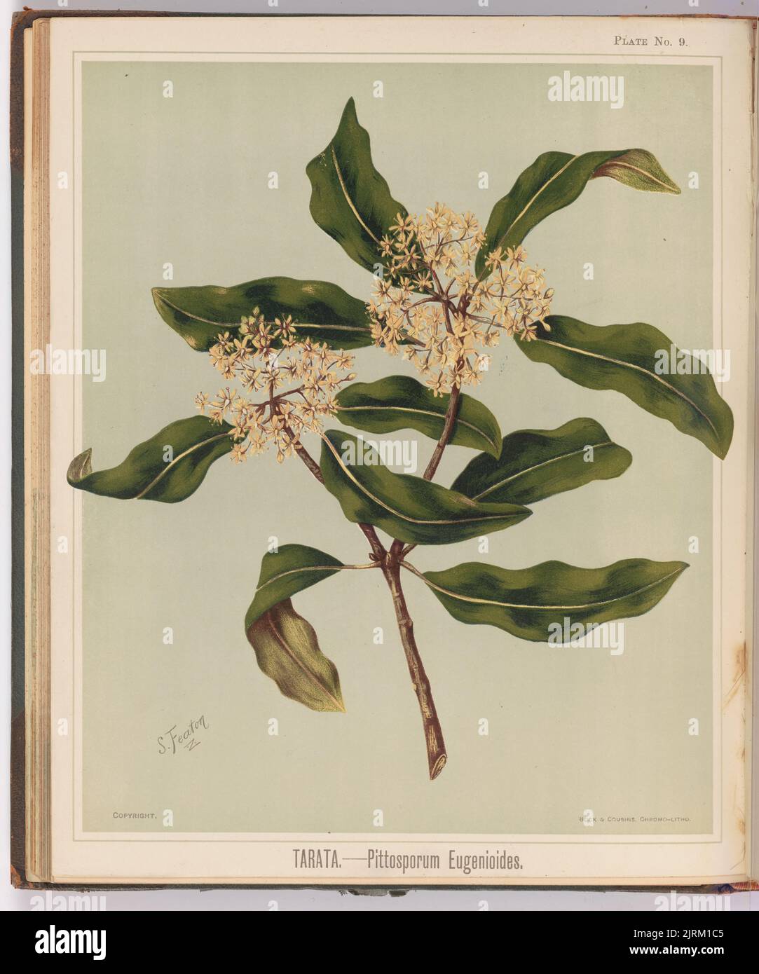 Pittosporu eugenioides plate 9 from the book hi-res stock photography ...