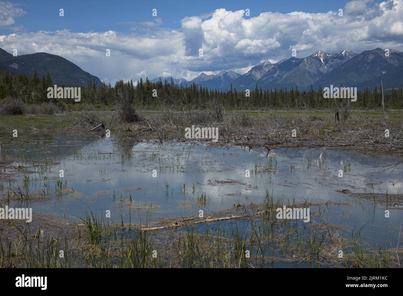 Columbia River at Spillimacheen in British Columbia,Canada,North ...
