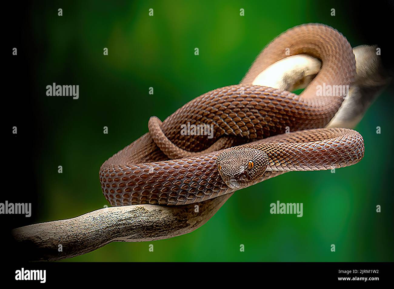 The brown pit viper. East Java, Bali: THIS rarely seen pit viper only ...