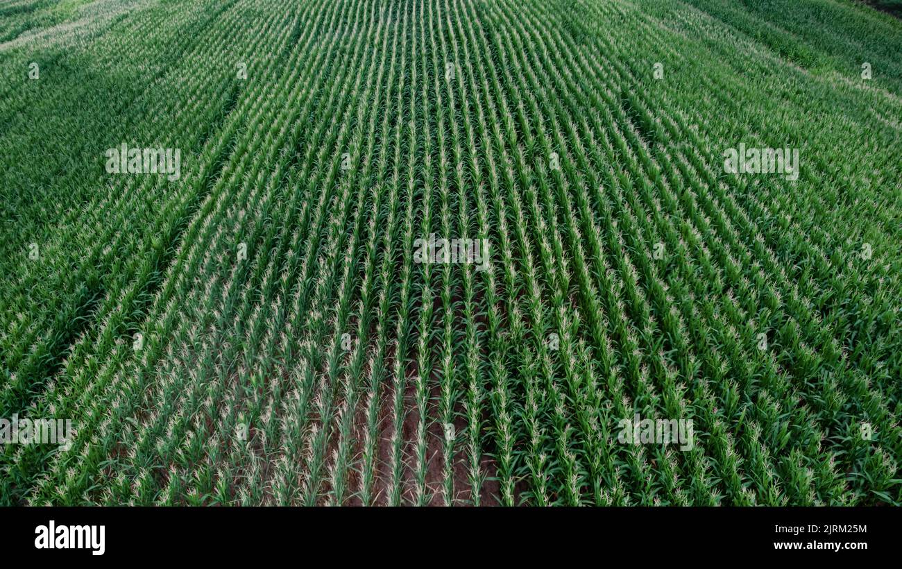 Aerial view of corn field Stock Photo - Alamy