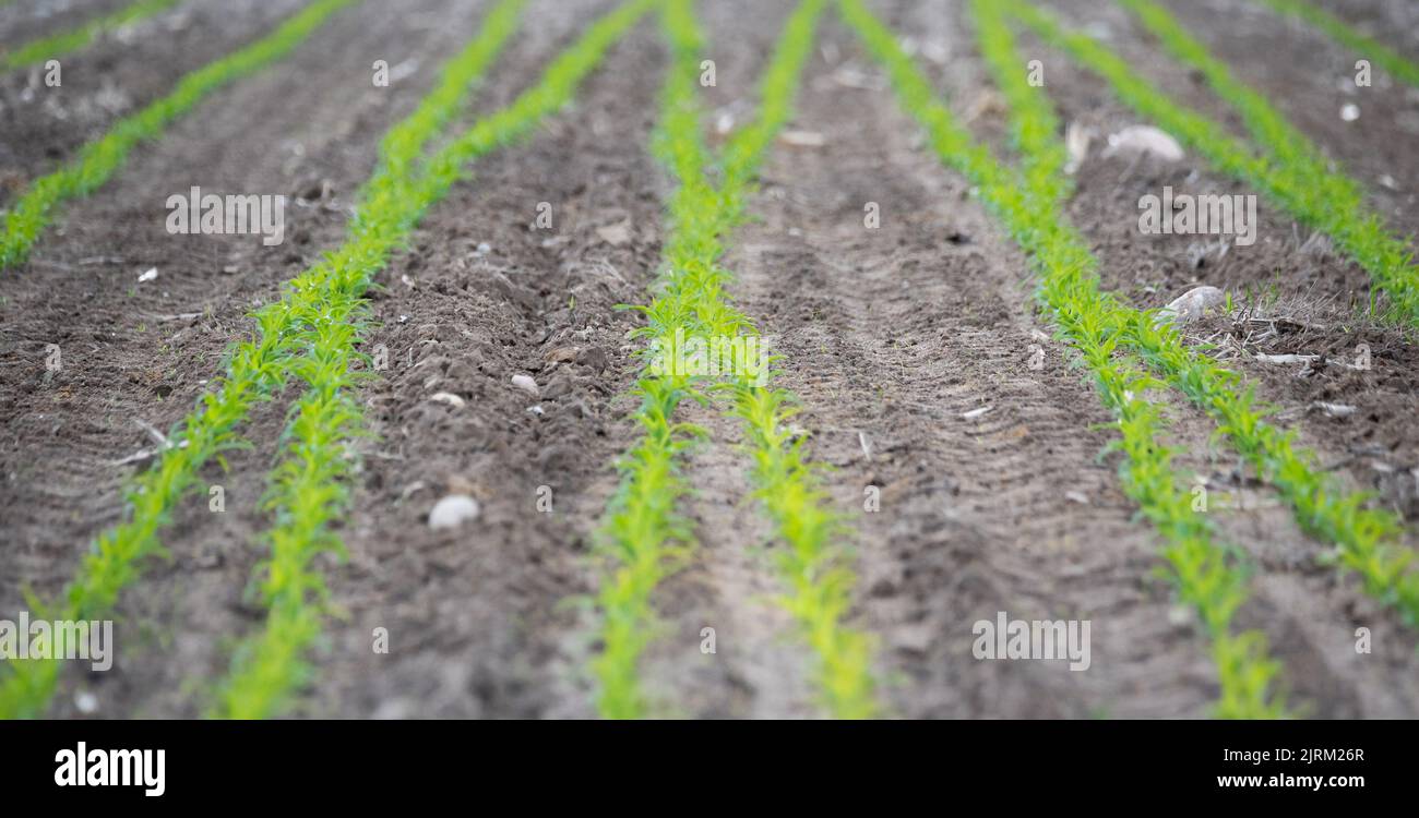 Corn emerging in the field. Small corn plants, saturated green in color ...