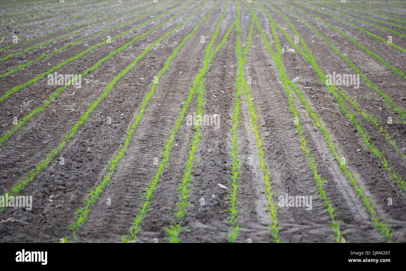 Corn emerging in the field. Small corn plants, saturated green in color ...