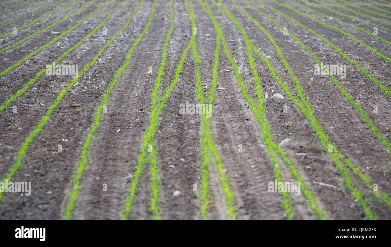 Corn emerging in the field. Small corn plants, saturated green in color ...