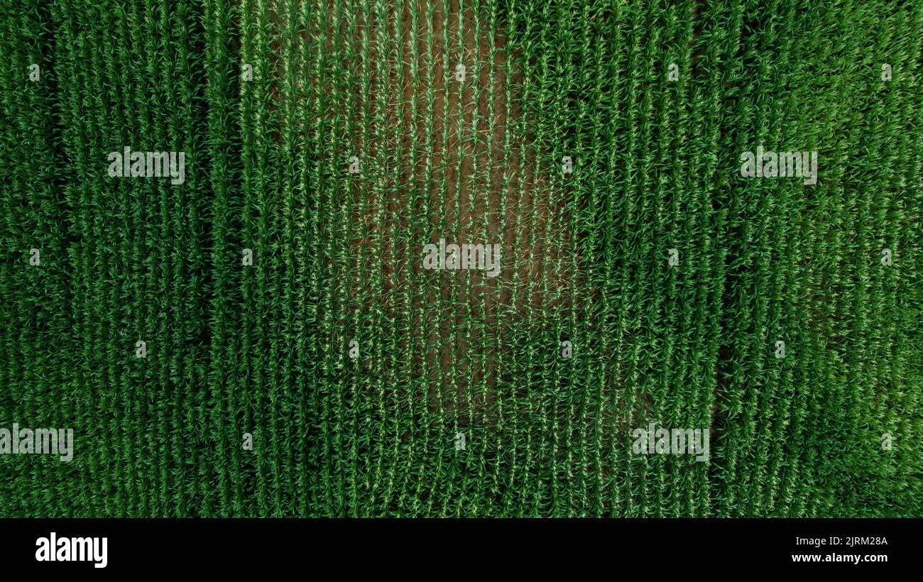 Aerial view of corn field Stock Photo - Alamy