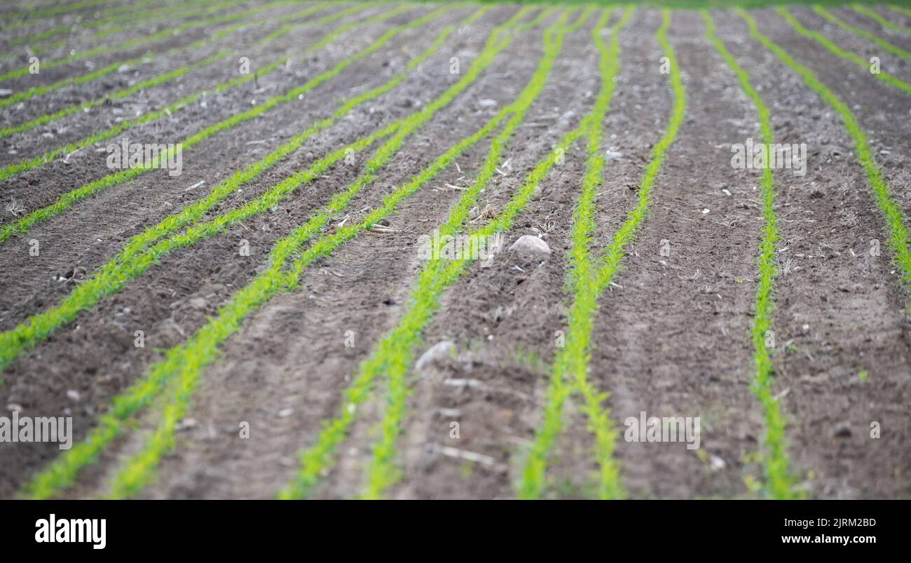 Corn emerging in the field. Small corn plants, saturated green in color ...