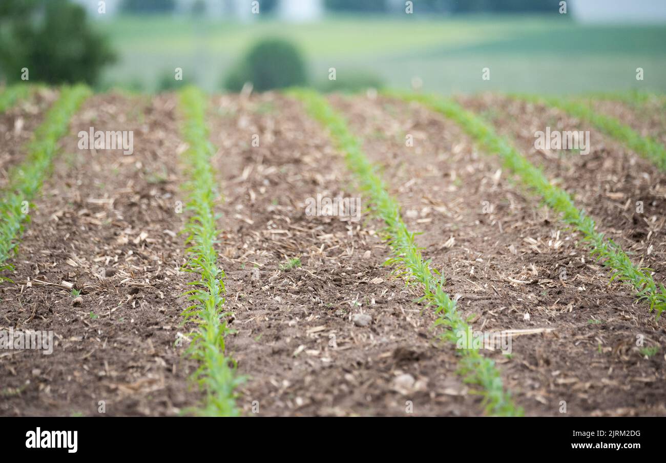 Corn emerging in the field. Small corn plants, saturated green in color ...