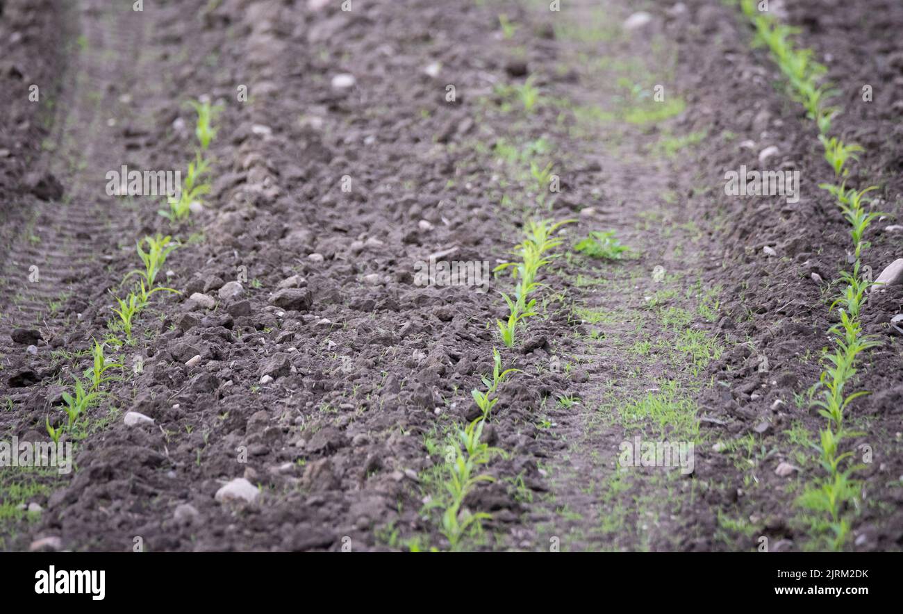 Corn emerging in the field. Small corn plants, saturated green in color ...