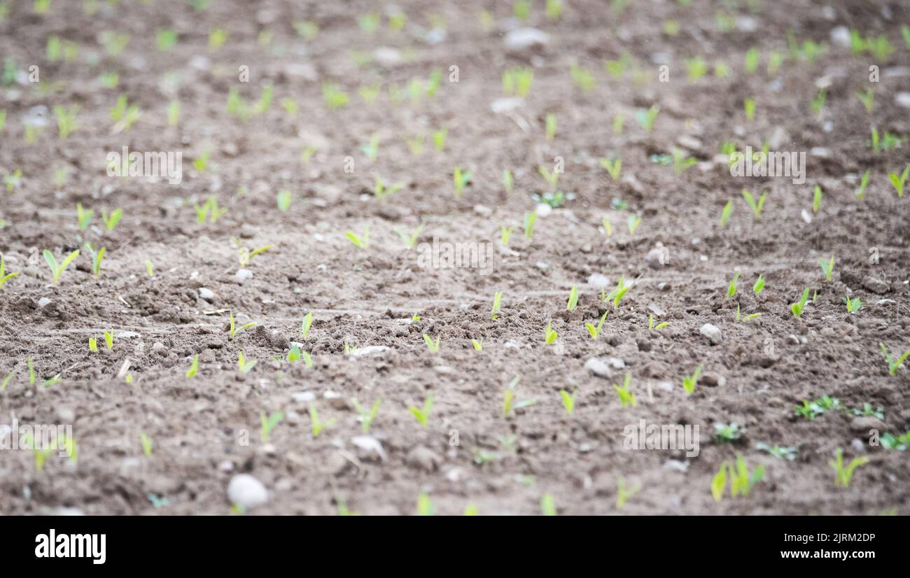 Corn emerging in the field. Small corn plants, saturated green in color ...