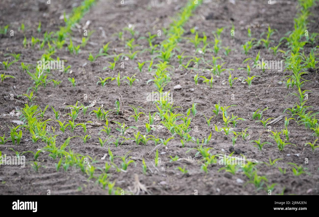 Corn emerging in the field. Small corn plants, saturated green in color ...