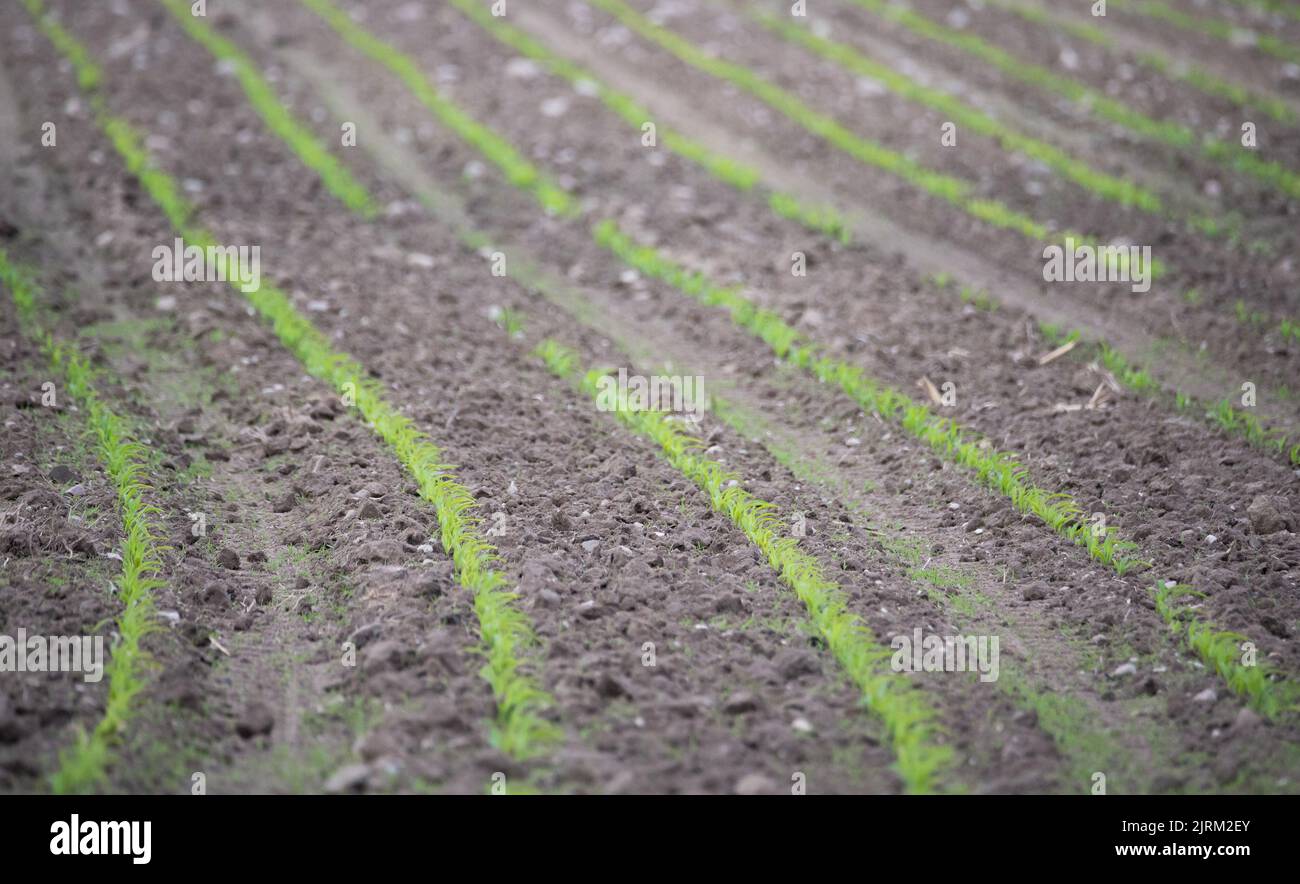 Corn emerging in the field. Small corn plants, saturated green in color ...