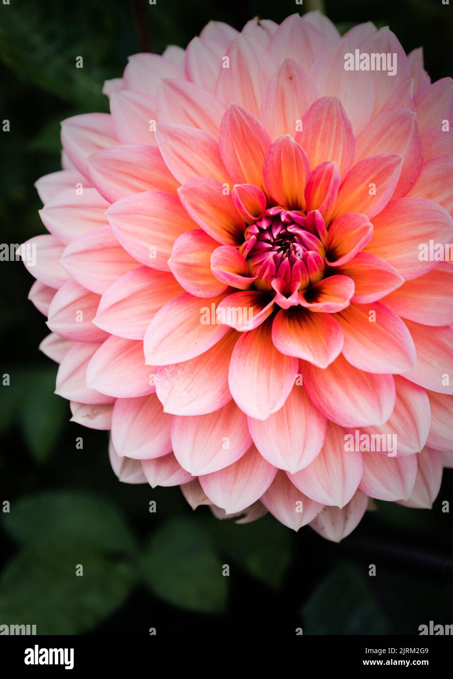 Dahlias in full bloom at Eythrope Gardens on the Waddesdon Manor estate ...