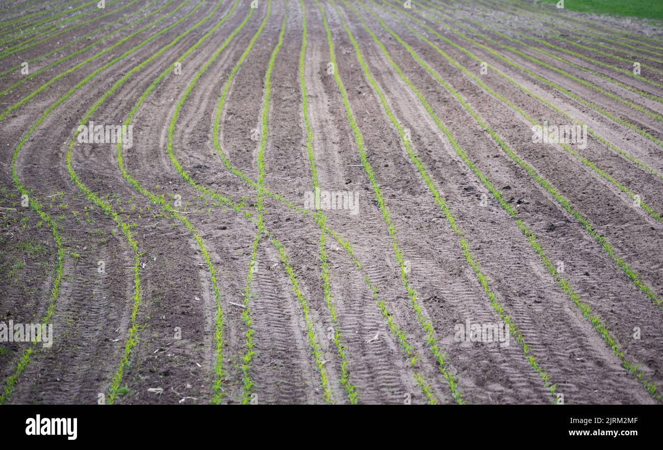 Corn emerging in the field. Small corn plants, saturated green in color ...