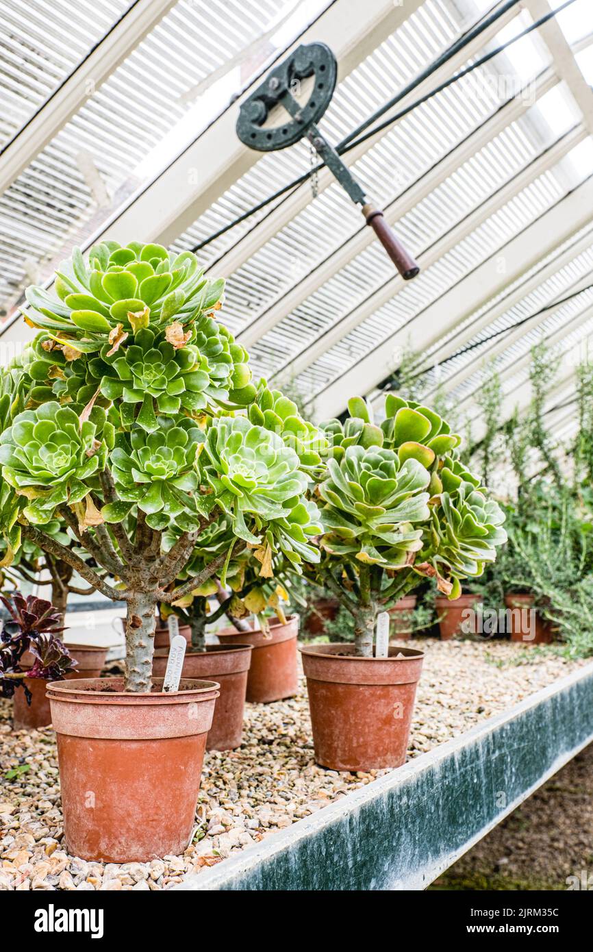 Plants growing in the Victorian greenhouses at Eythrope Gardens on the ...