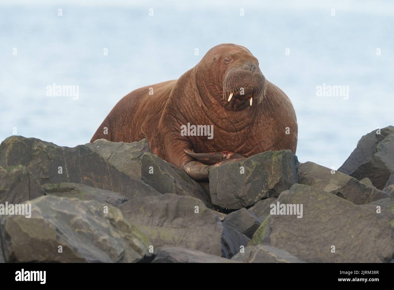 Dead walrus hi-res stock photography and images - Alamy