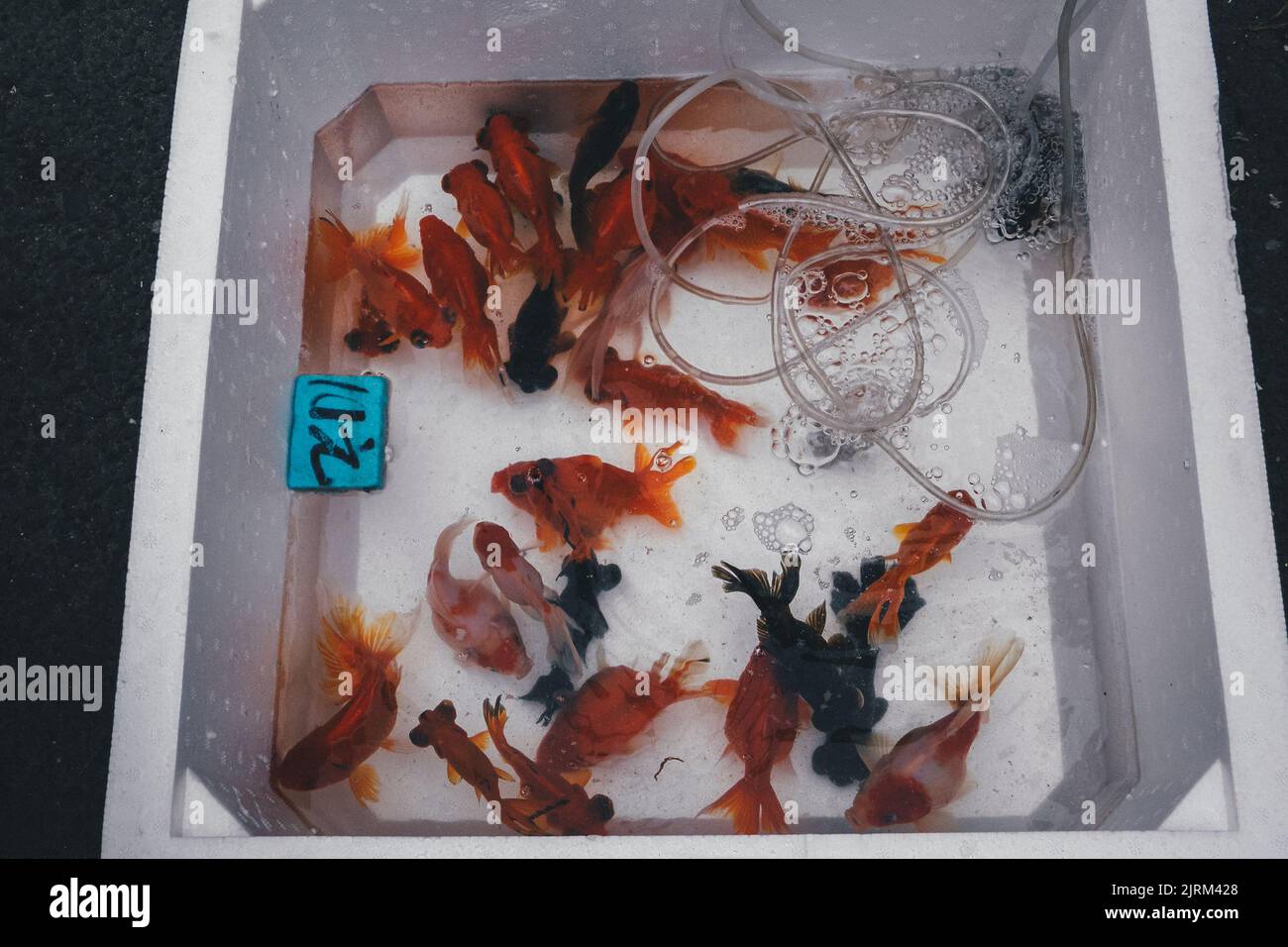 A top view of goldfish farm with fish swimming in the water Stock Photo ...