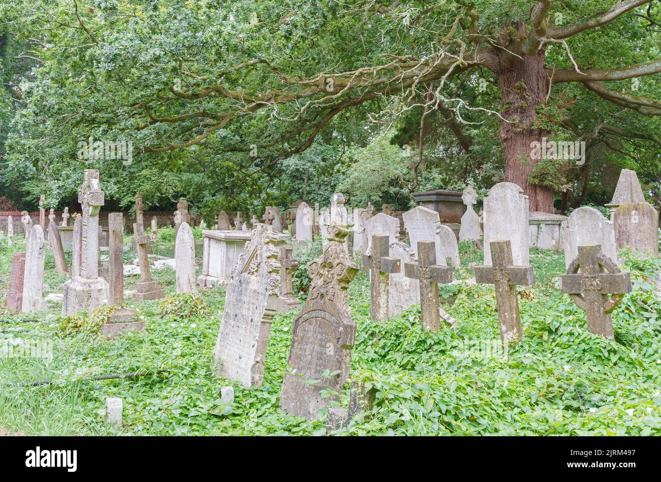Tree southampton old cemetery hi-res stock photography and images - Alamy