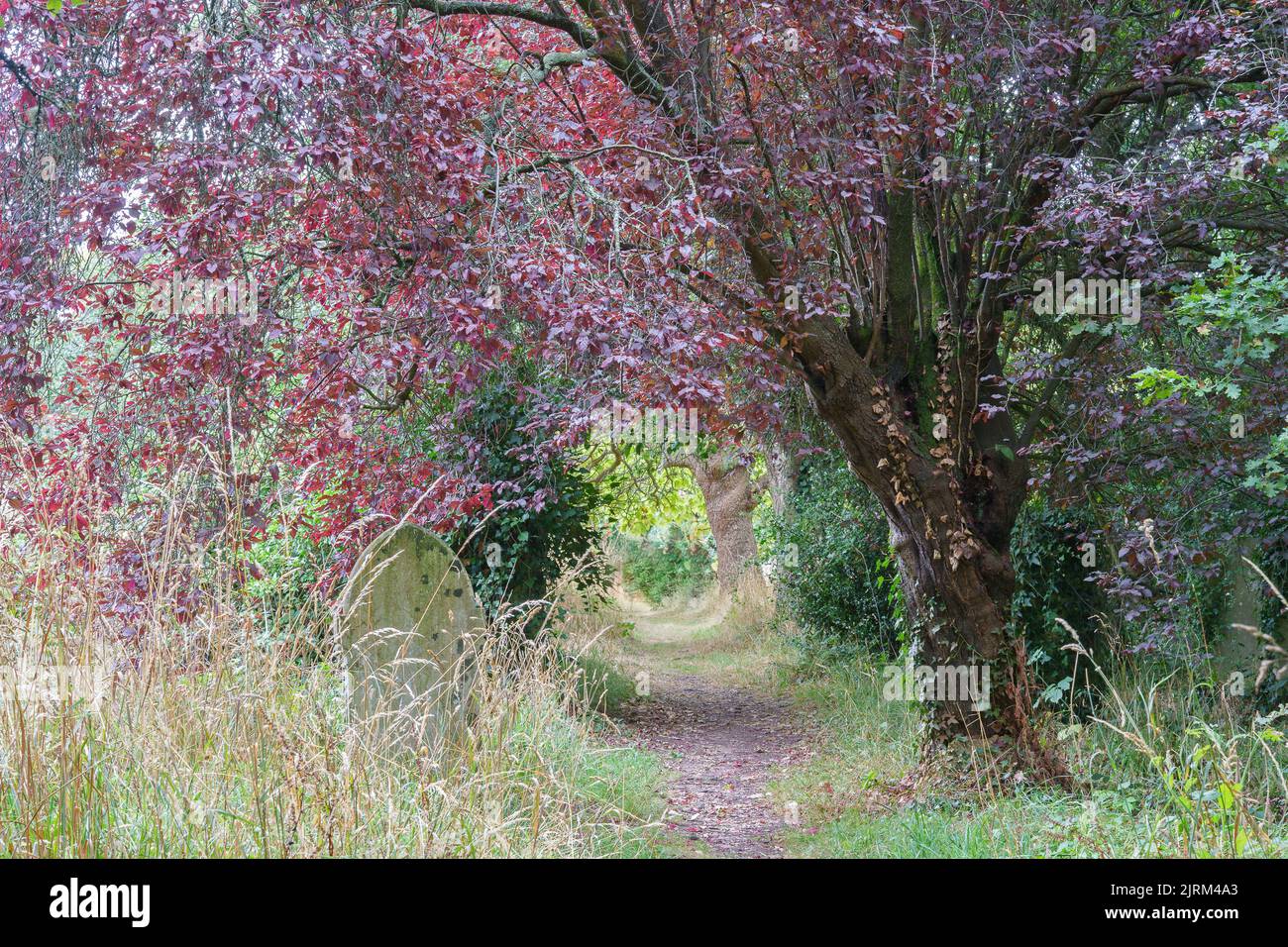 Tree southampton old cemetery hi-res stock photography and images - Alamy