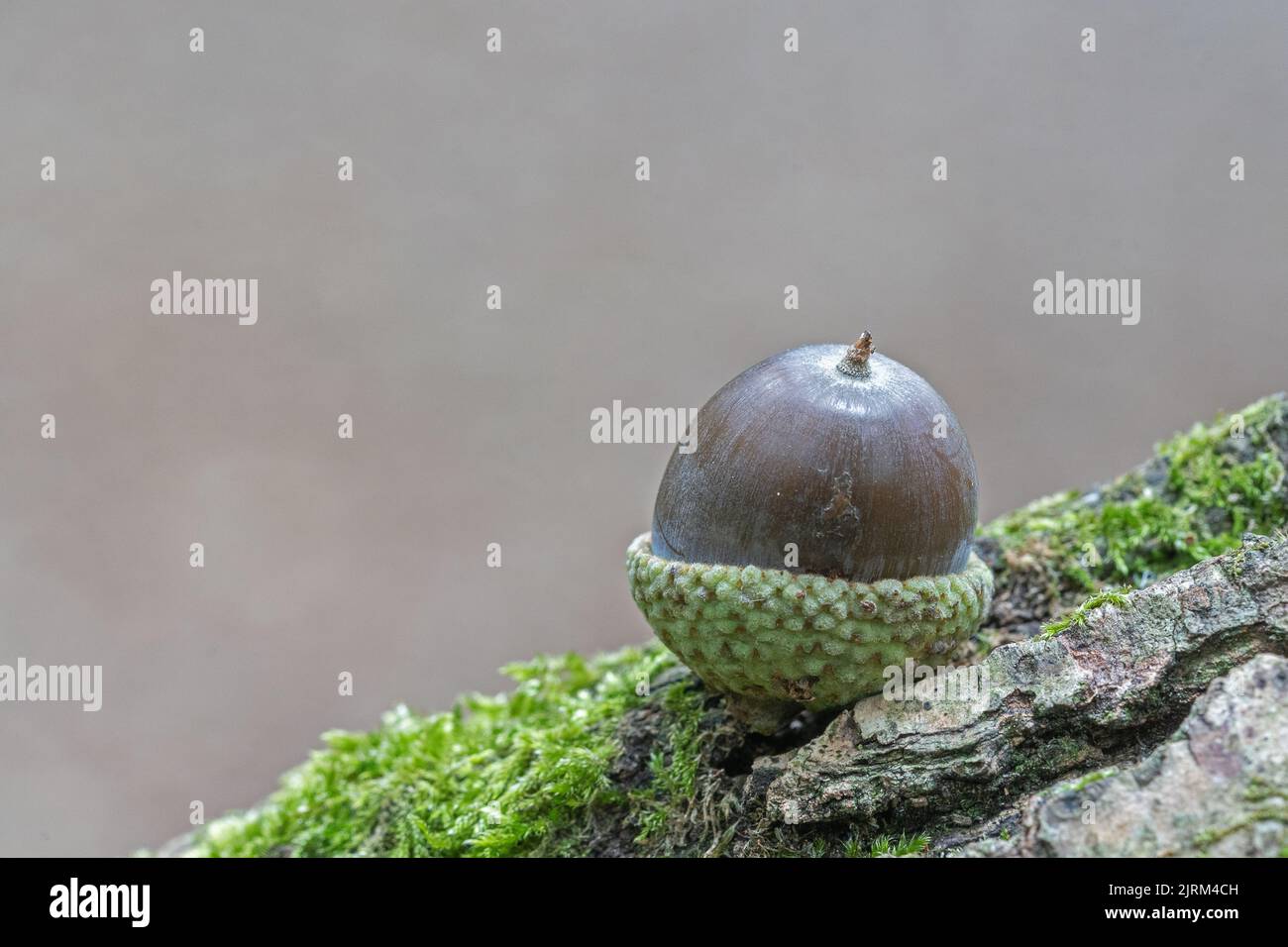 One acorn hi-res stock photography and images - Alamy